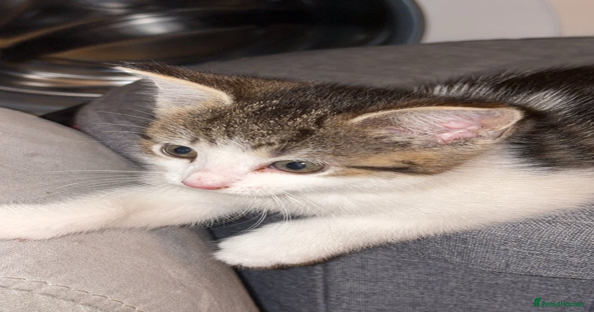 kitten for sale in Blackpool | Pets4Homes