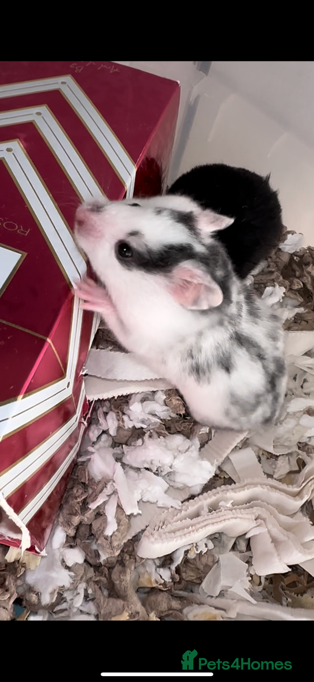 Baby hamsters for sale in London | Pets4Homes