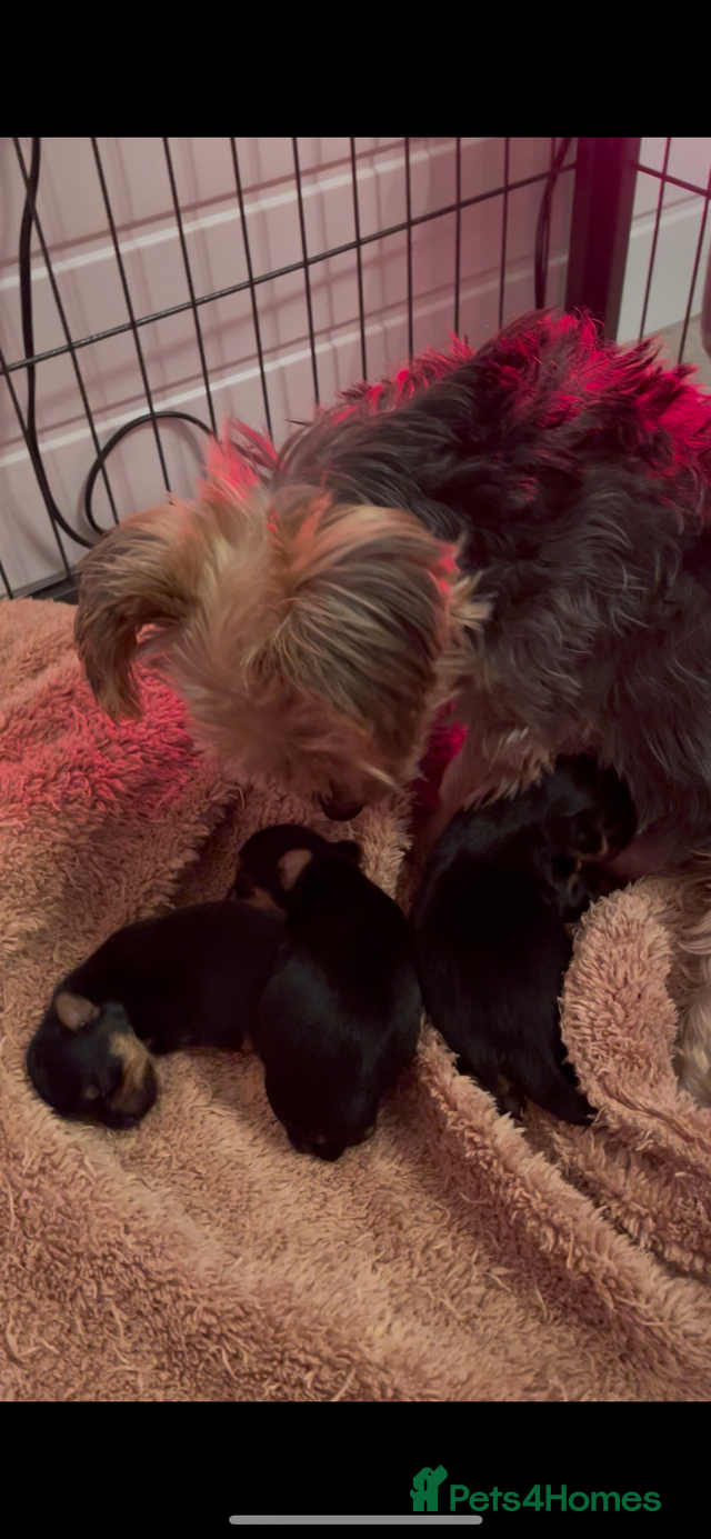 MINI KC YORKIE TERRIER PUPS,VACCS, chip ect for sale in Cradley Heath ...