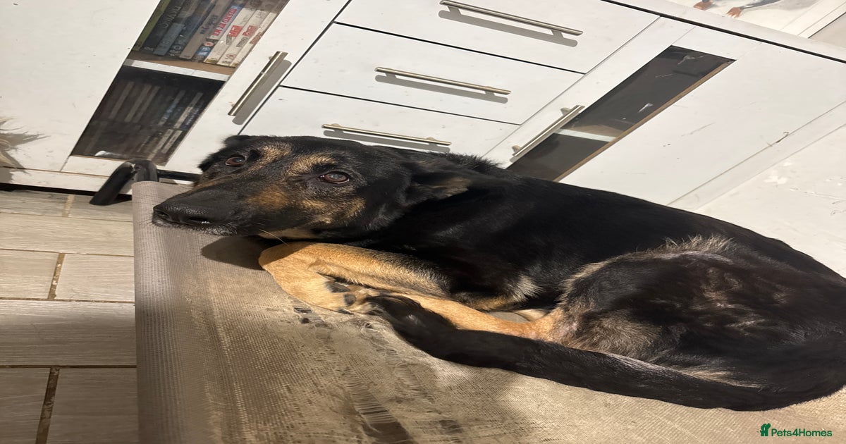 German Shepherd for sale in Grantham | Pets4Homes