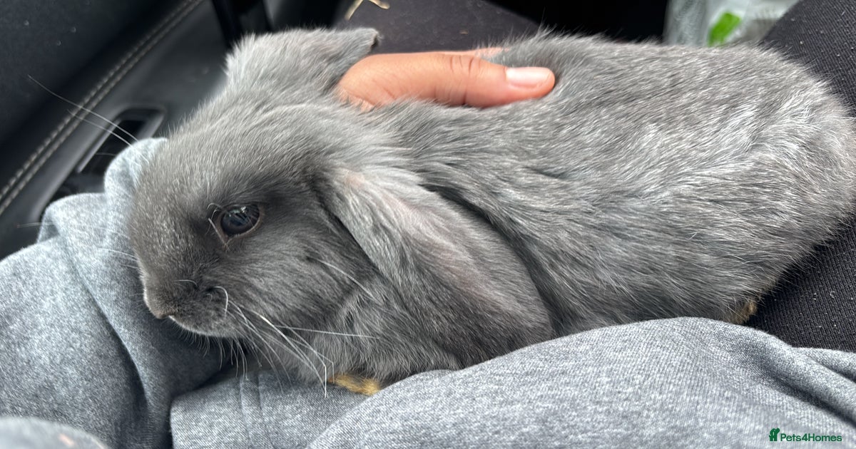 Grey mini lop for sale in Bristol | Pets4Homes