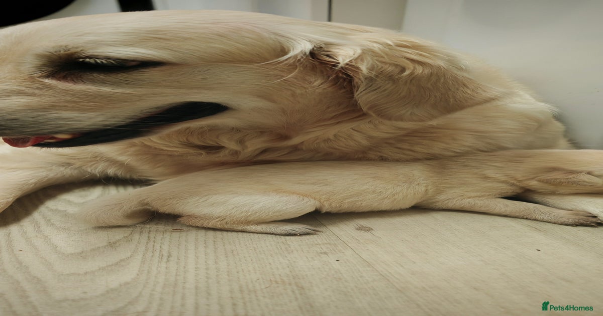 Ready 4th February for sale in Lydney | Pets4Homes