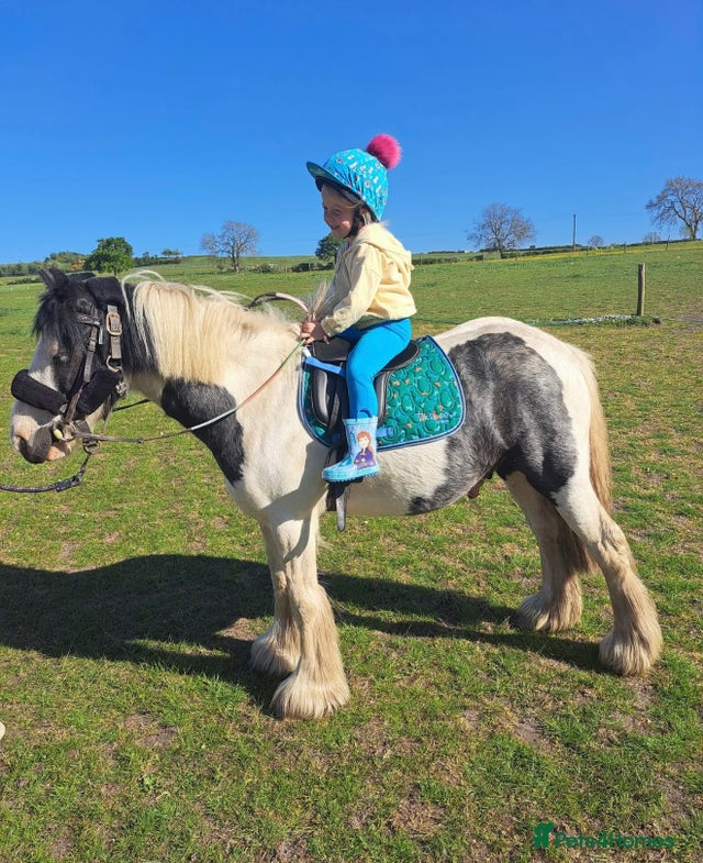 12.2 Chunky Cob for sale in Newcastle upon Tyne | Pets4Homes