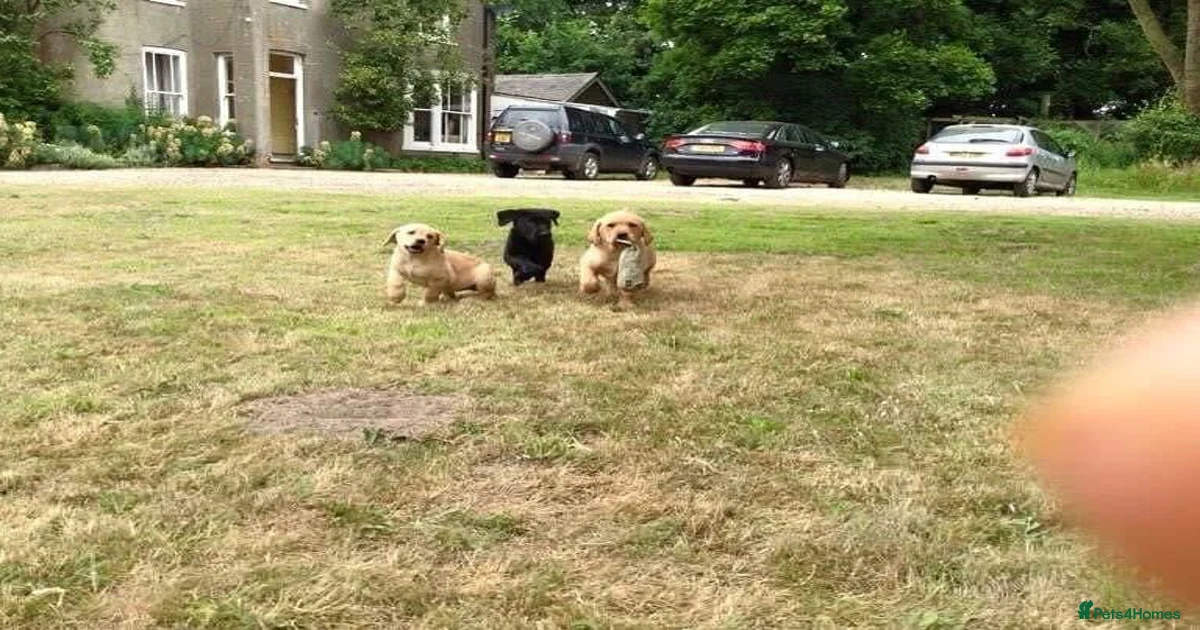 Labrador Retriever Puppies for sale in Market Rasen, Lincolnshire ...