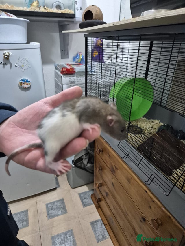4 baby fancy rats for sale in Weston-super-Mare | Pets4Homes