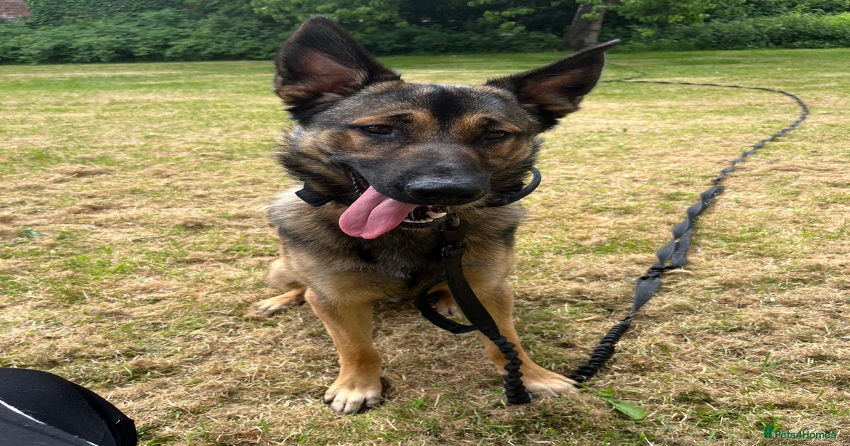 Belgium Maliona for sale in | Pets4Homes