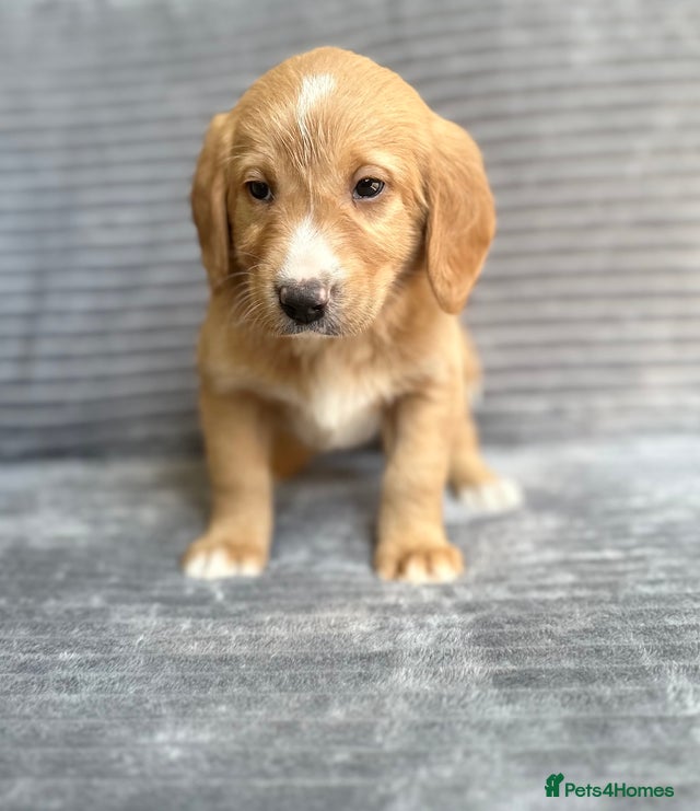 Beautiful miniature labradoodles for sale in Sheffield | Pets4Homes