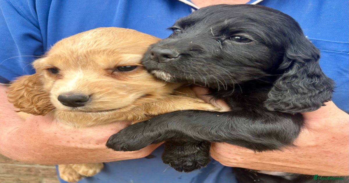 Bocker x Cocker Spaniel mixed litter ready now for sale in Lincoln | Pets4Homes
