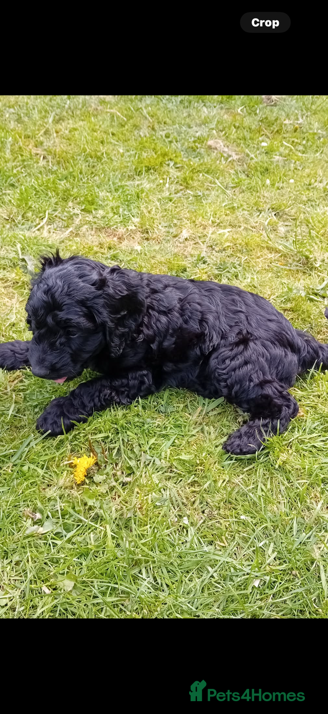 READY NOW Last Black F1 Cockapoo girl for sale in Larkhall | Pets4Homes