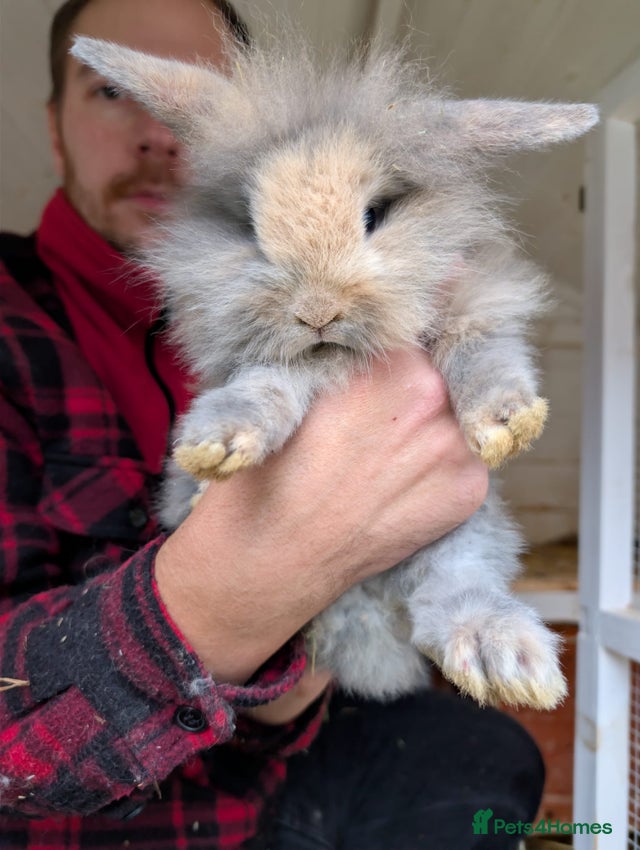 8 week old mini lion lop rabbits. for sale in Ashton-under-Lyne ...