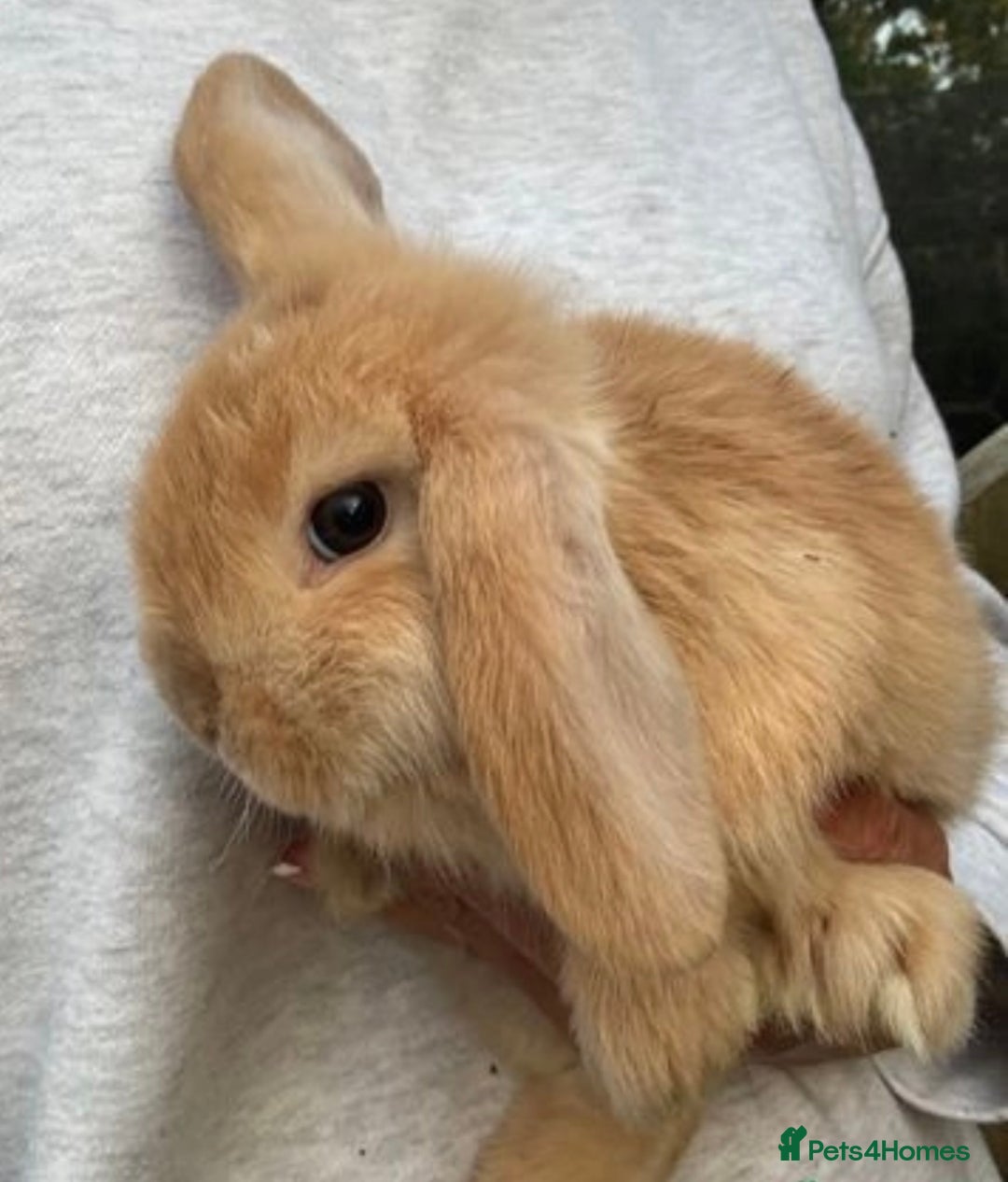 Beautiful Mini Lop Baby Bunnies for sale in Tunbridge Wells | Pets4Homes