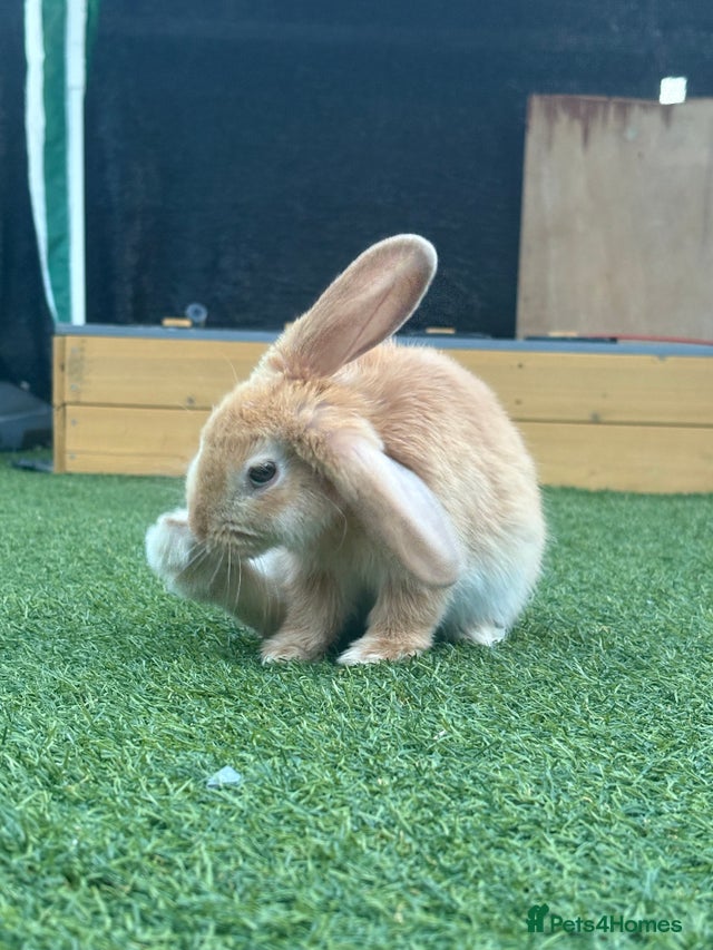 Biscuit the rabbit for sale in Walton-on-Thames | Pets4Homes