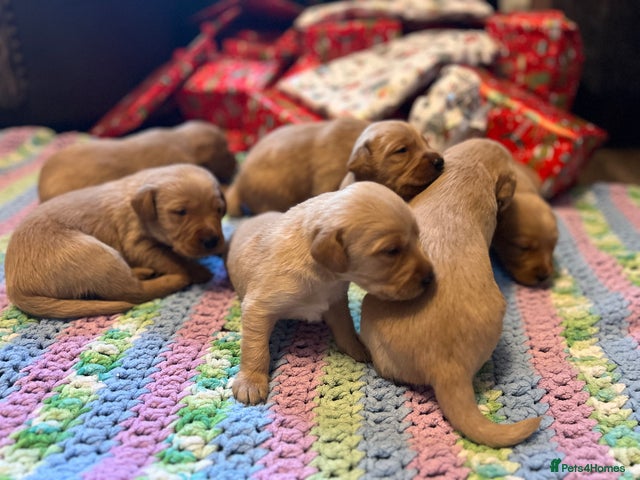 Fox Red Labrador Puppies for sale in Swadlincote | Pets4Homes