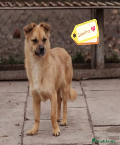 Free Dogs for adoption | Pets4Homes