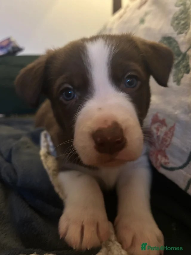 Collie pups for sale in Pitlochry | Pets4Homes