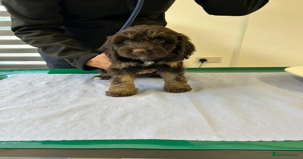 Cockapoo Puppies for sale | Pets4Homes
