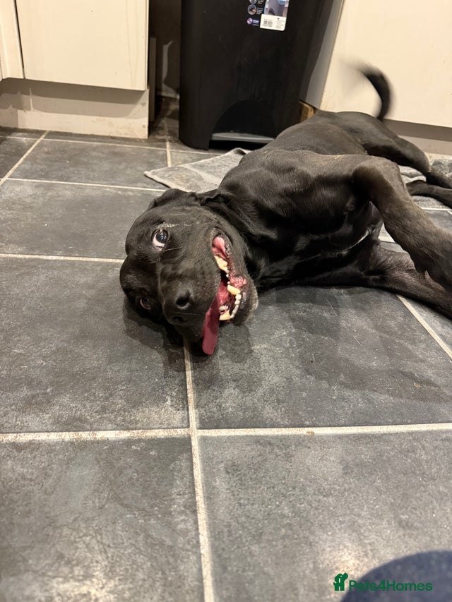 6 year Old Staff x Lab for sale in Bridgwater | Pets4Homes