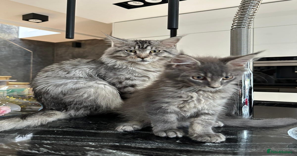 Stunning Mainecoon Kitten for sale in London | Pets4Homes
