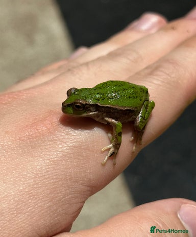 Tree frogs Reptiles for sale | Pets4Homes