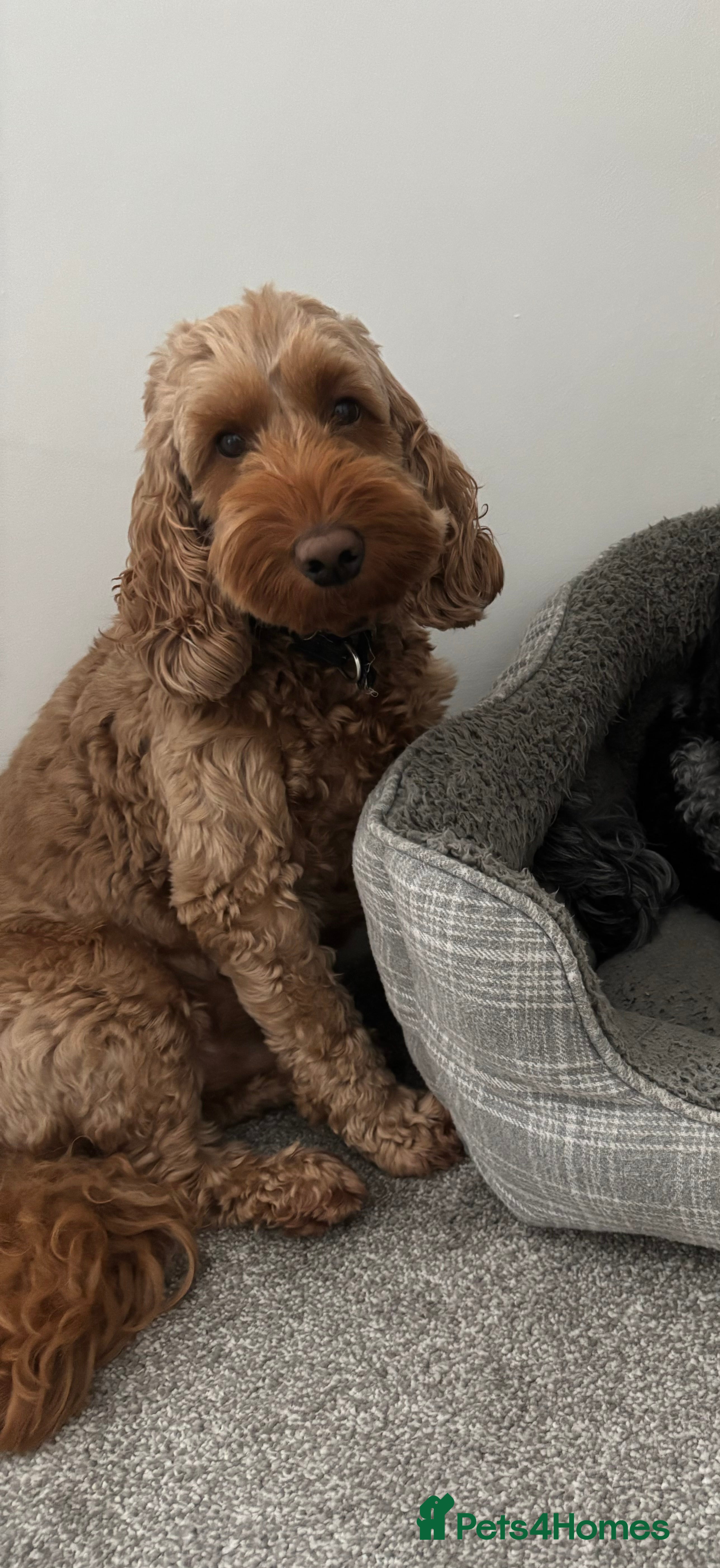 Proven F1 Male Red Cockapoo for stud for stud in Warrington | Pets4Homes