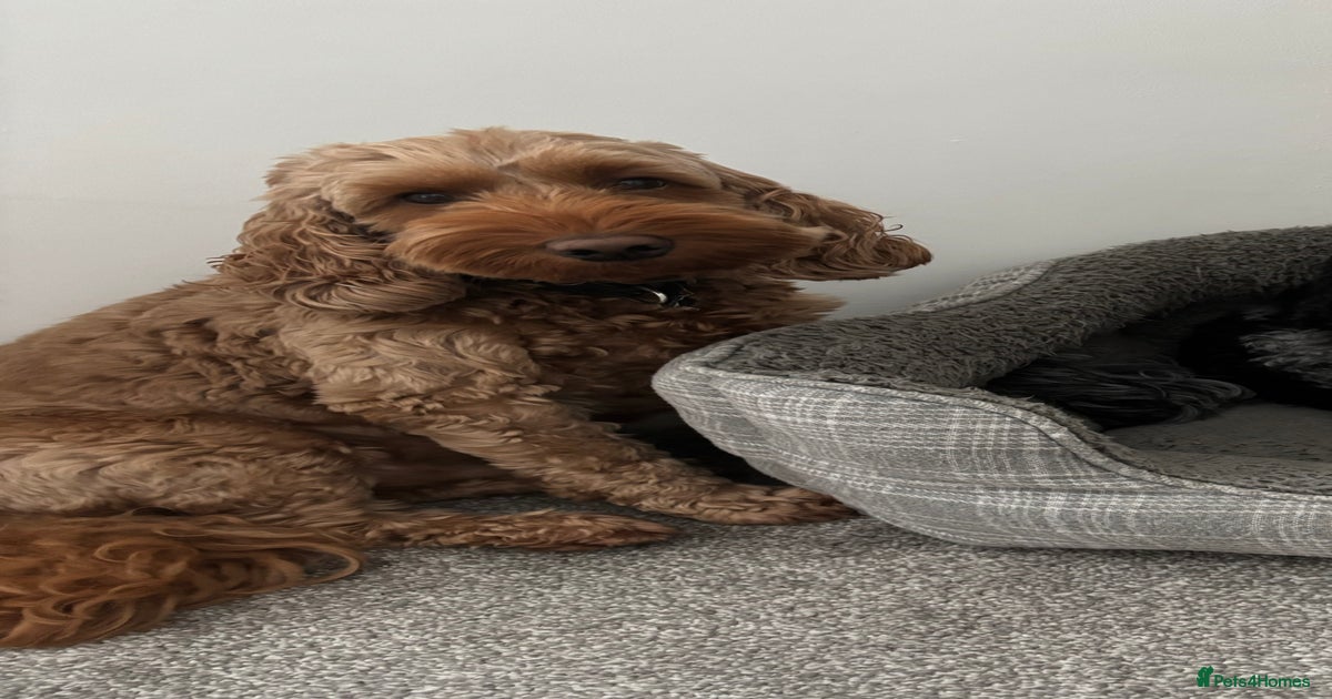 Proven F1 Male Red Cockapoo for stud for stud in Warrington | Pets4Homes