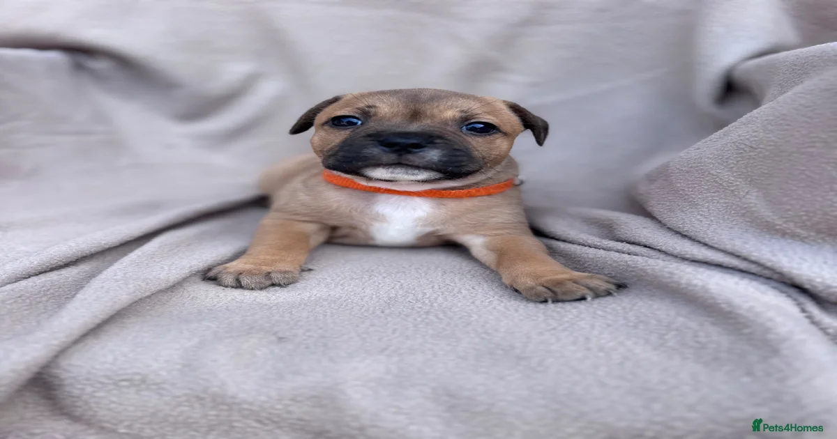 Staffordshire Bull Terrier Puppies for sale | Pets4Homes