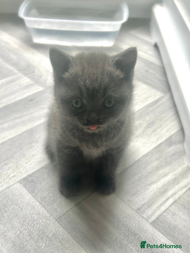 Pure British Shorthair kittens available for sale in Sheffield | Pets4Homes