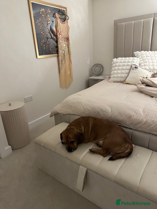 Ted - beagle/bassett for sale in Gloucester | Pets4Homes