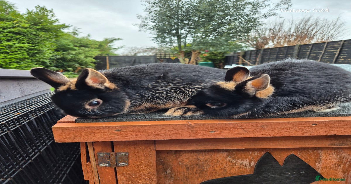 Female netherland dwarfs for sale in Christchurch | Pets4Homes