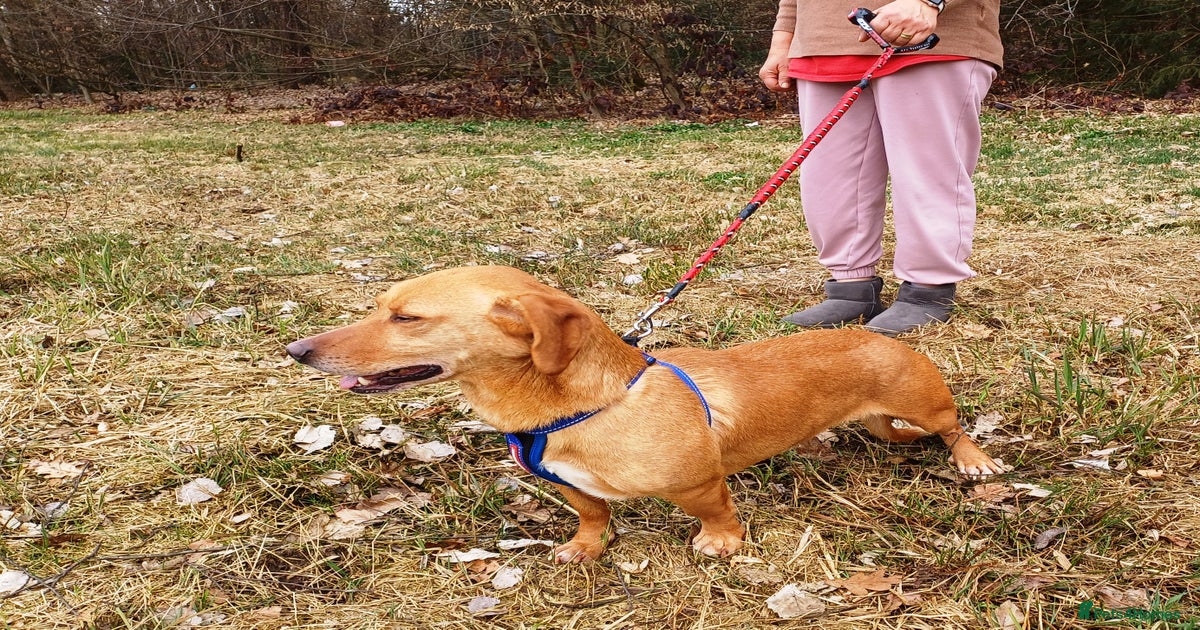 A superb Doxie-Lab mix Boy - for a Loving Home for adoption in | Pets4Homes