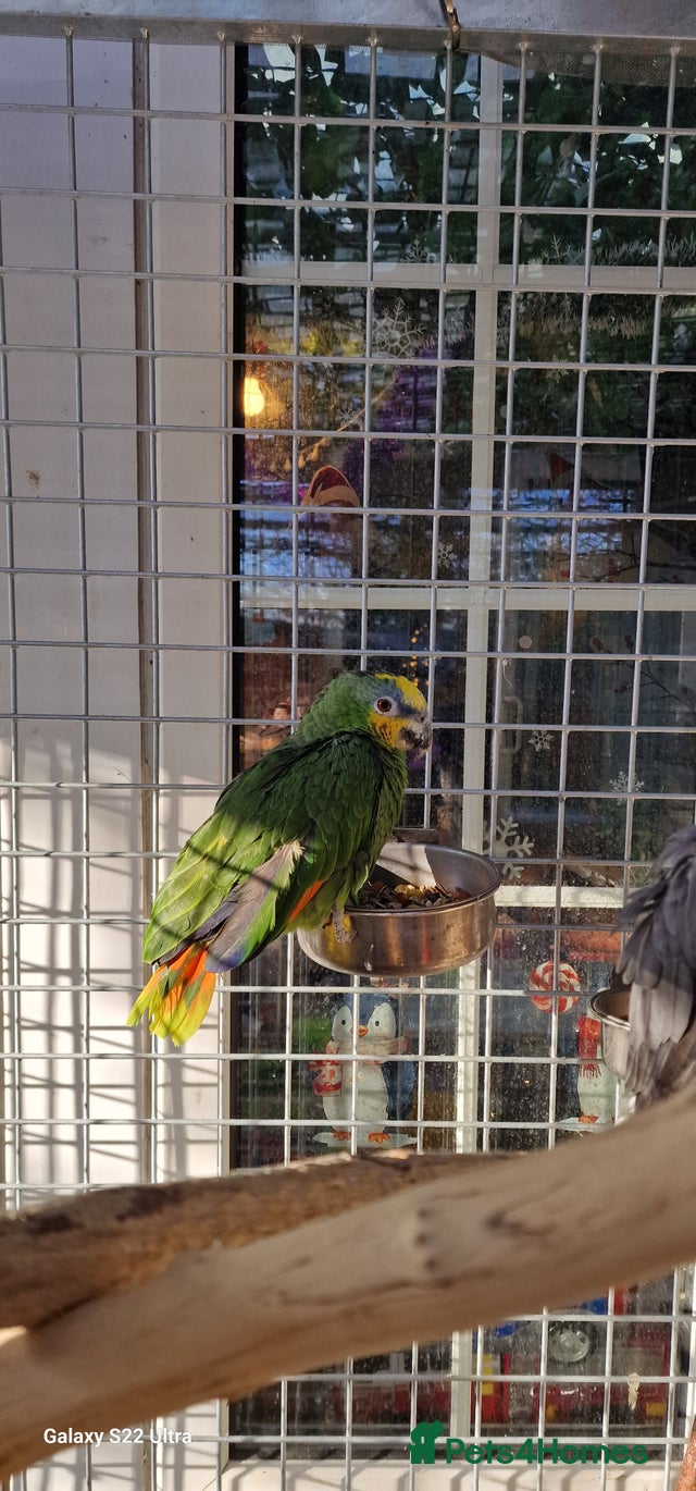 Galah cockatoo African Grey Amazon parrots for sale in Kidlington ...