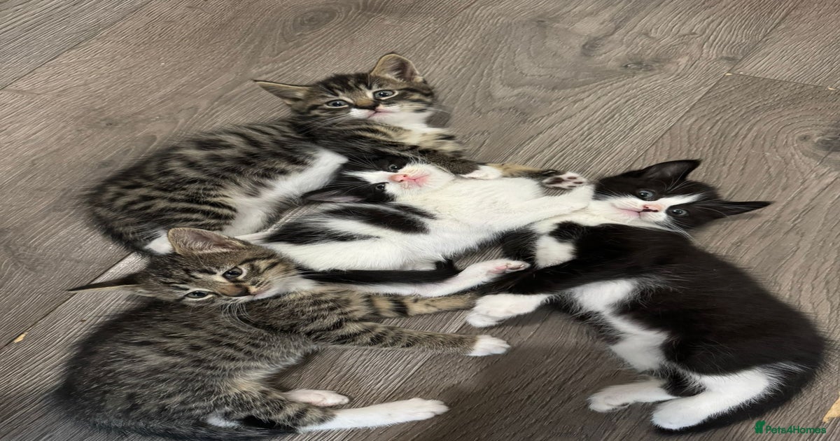 Beautiful kittens for sale for sale in London | Pets4Homes
