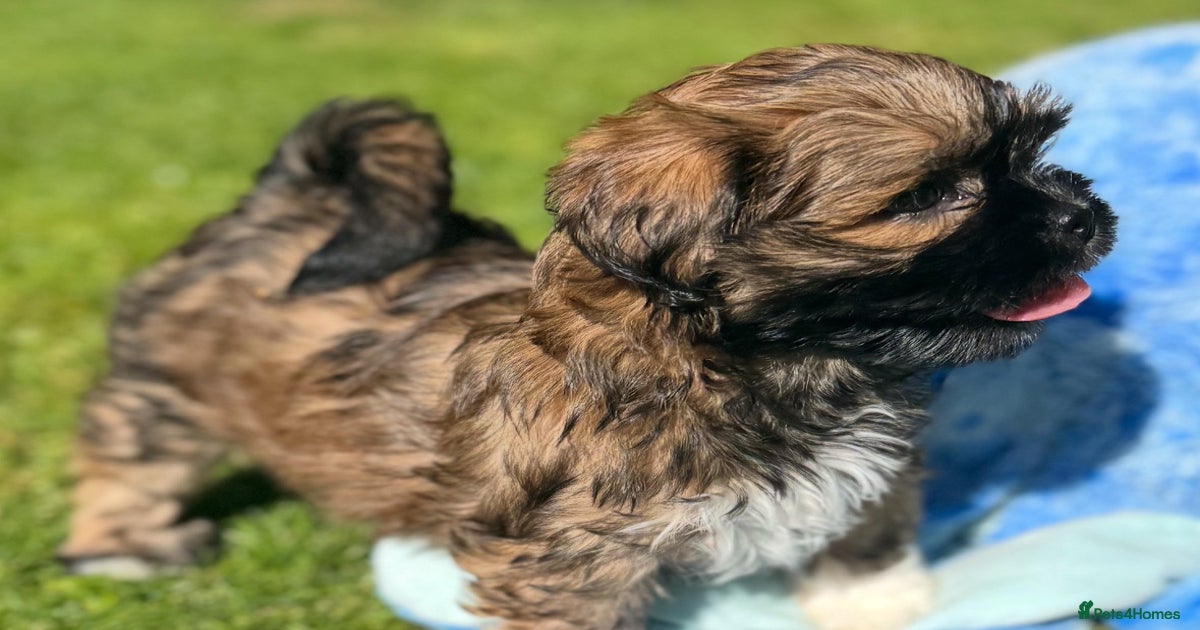 Stunning Red female KC reg Lhasa apso for sale in Bishop Auckland ...