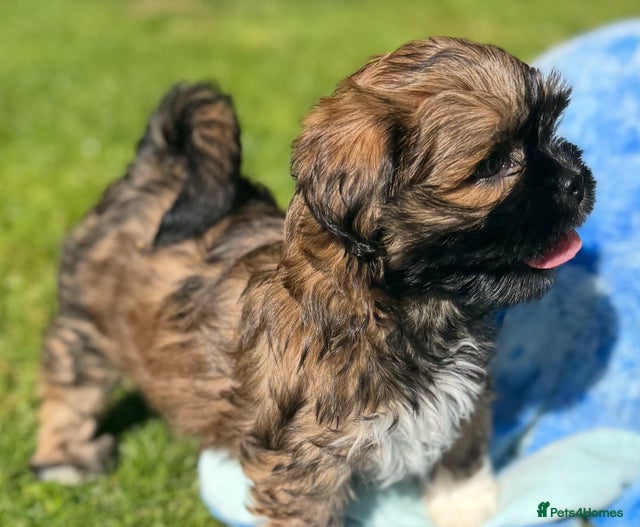 Stunning Red female KC reg Lhasa apso for sale in Bishop Auckland ...