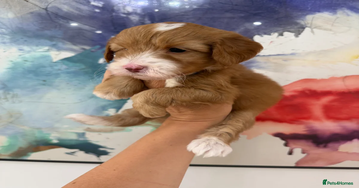 Goldendoodle Puppies for sale | Pets4Homes