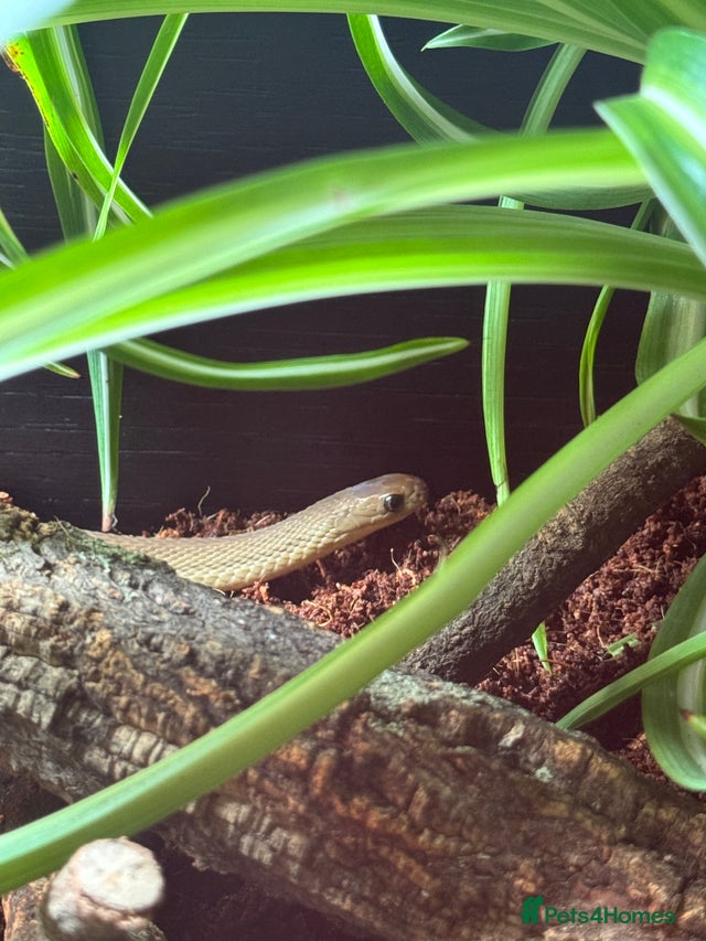 African Egg-eating Snake & Whole Set-Up for sale in Basingstoke ...