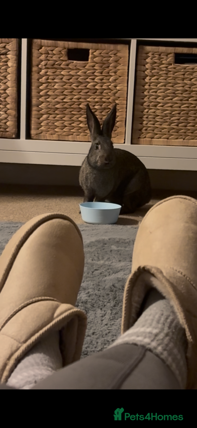 Willow - rabbit for sale in Yeovil | Pets4Homes