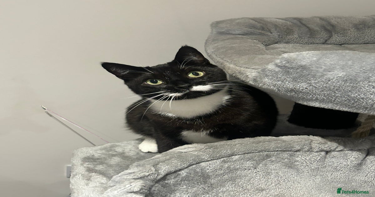 Tux - Sad Rehoming for sale in Wimborne | Pets4Homes
