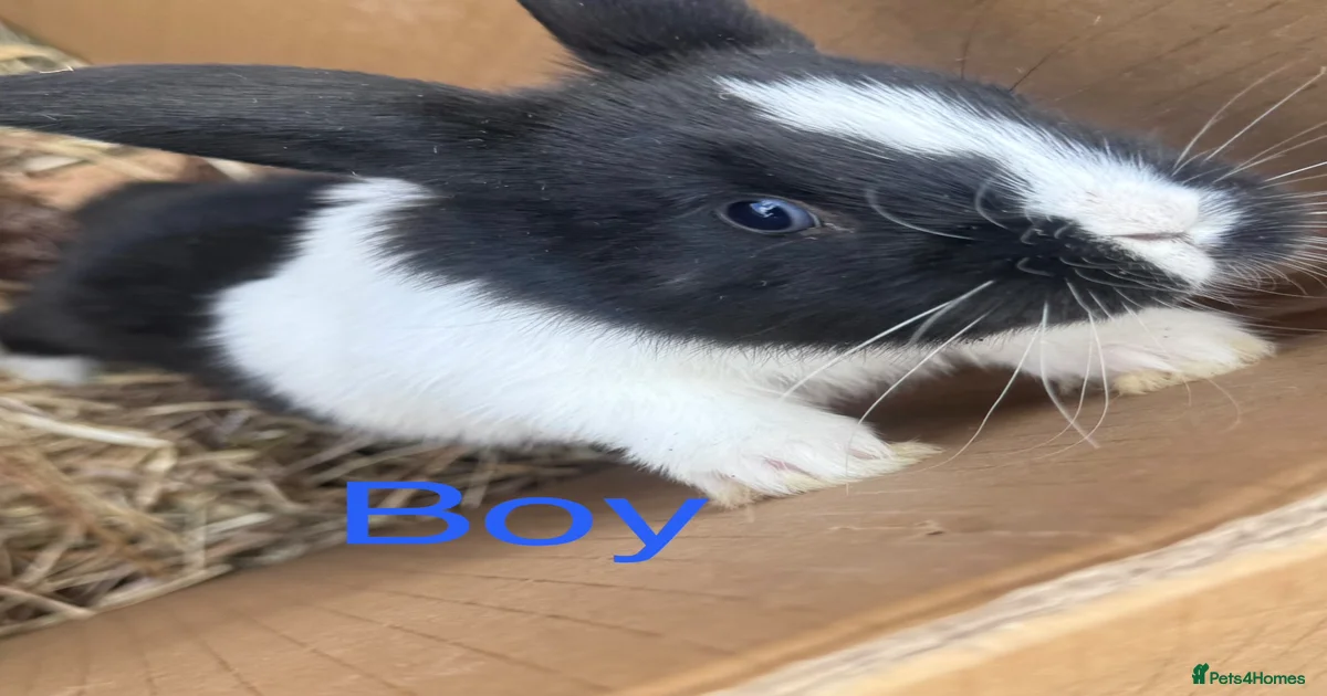 Rabbits for sale | Pets4Homes