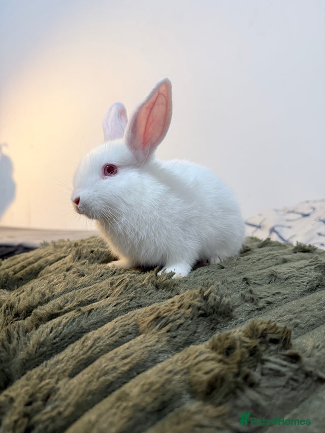Cute Lionhead baby bunnies-VERY FRIENDLY for sale in Coventry | Pets4Homes