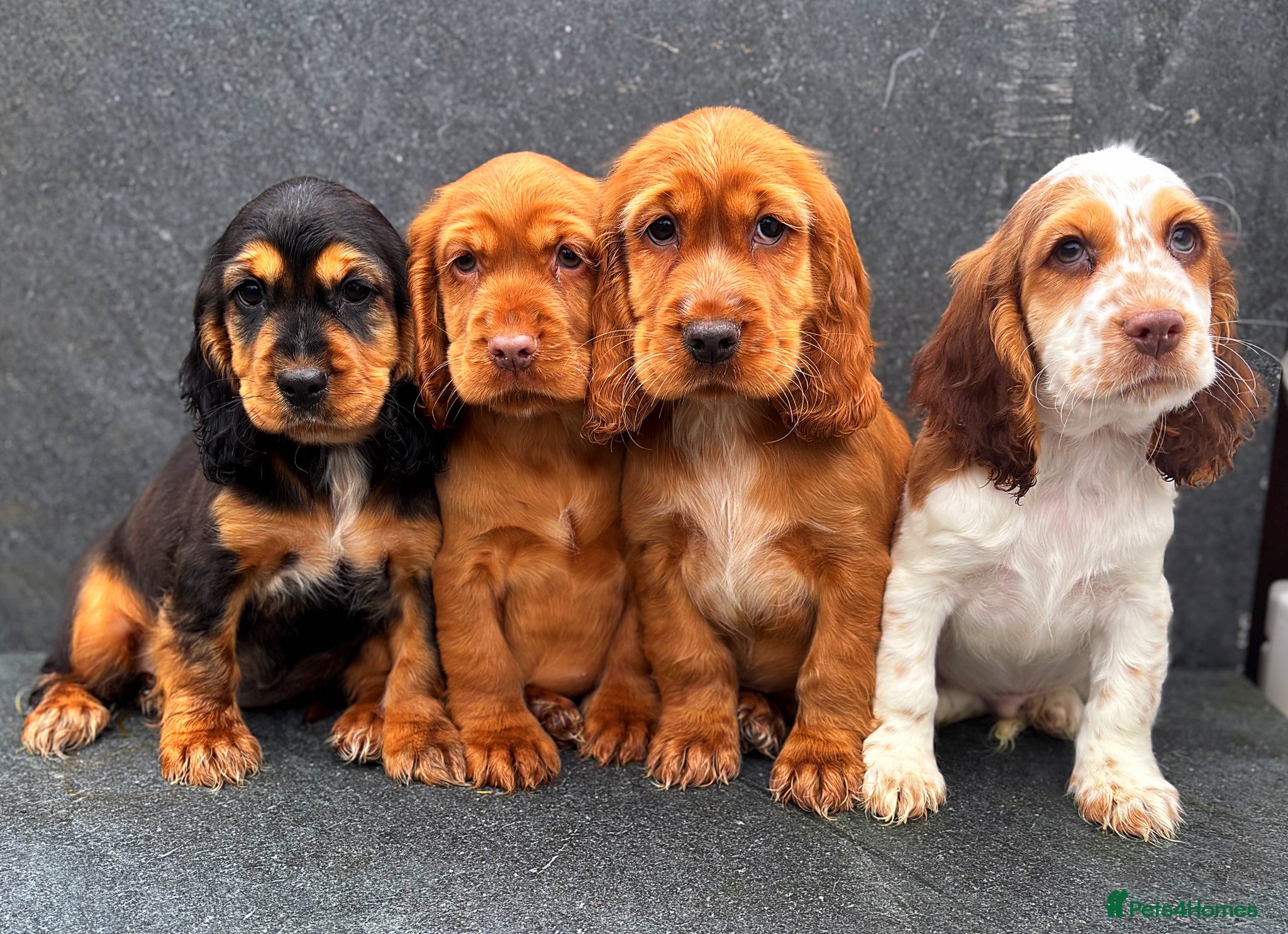 Show Cocker Spaniel puppies for sale | Pets4Homes