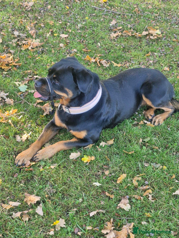 Skye The Rotti for sale in Wickford | Pets4Homes
