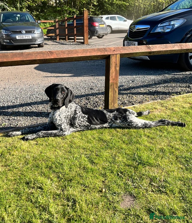 Proven - B + W KC German Shorthaired Pointer stud for stud in Alfreton ...