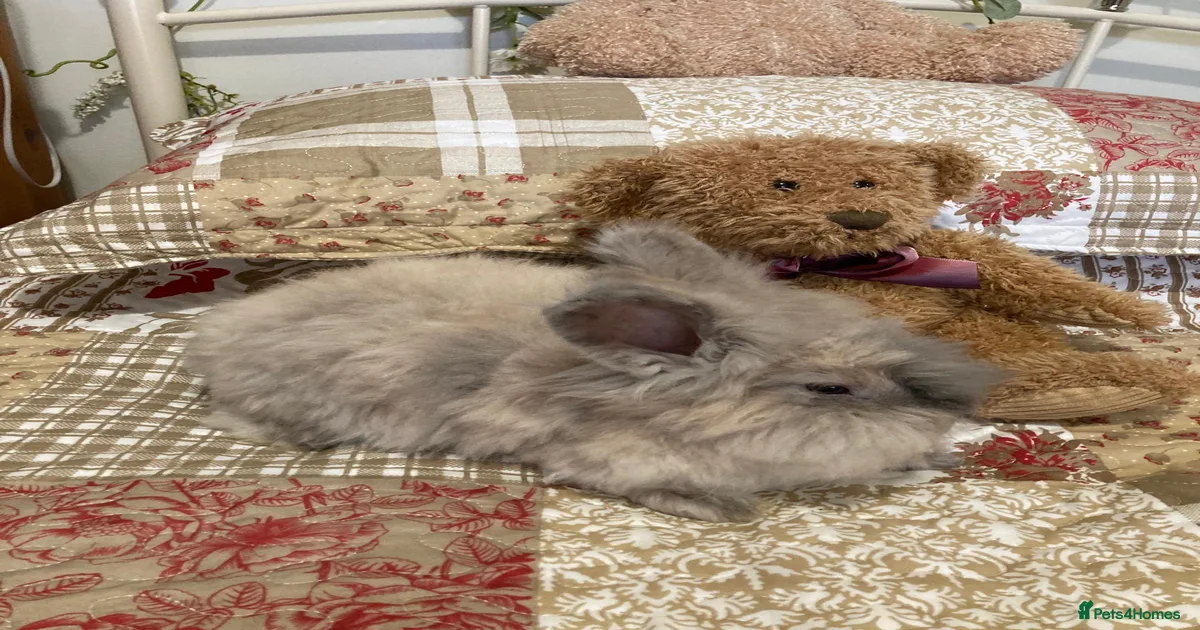 Adorable angora babies for sale in Ebbw Vale | Pets4Homes