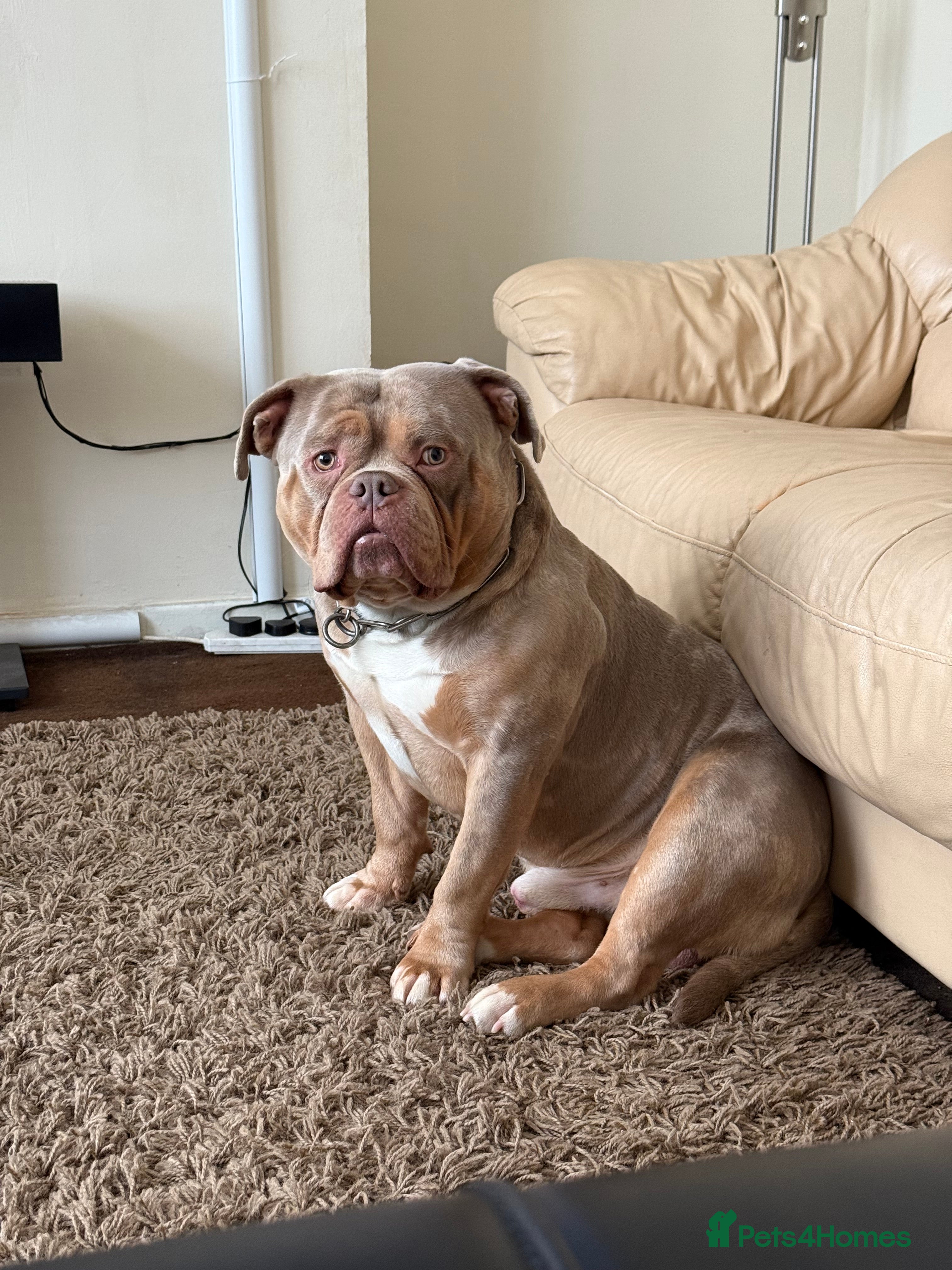lilac tri Merle pocket bully Stud 🐶 for stud in Wolverhampton | Pets4Homes
