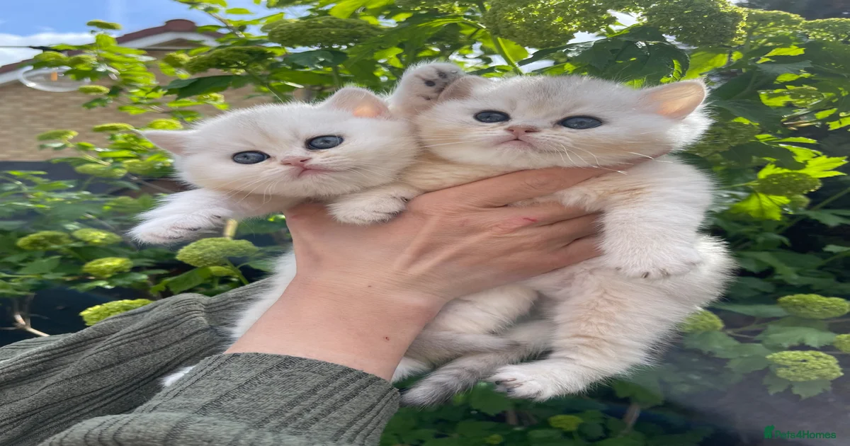 LOVELY SCOTTISH FOLD CHINCHILLA SILVER KITTENS for sale in Basildon ...