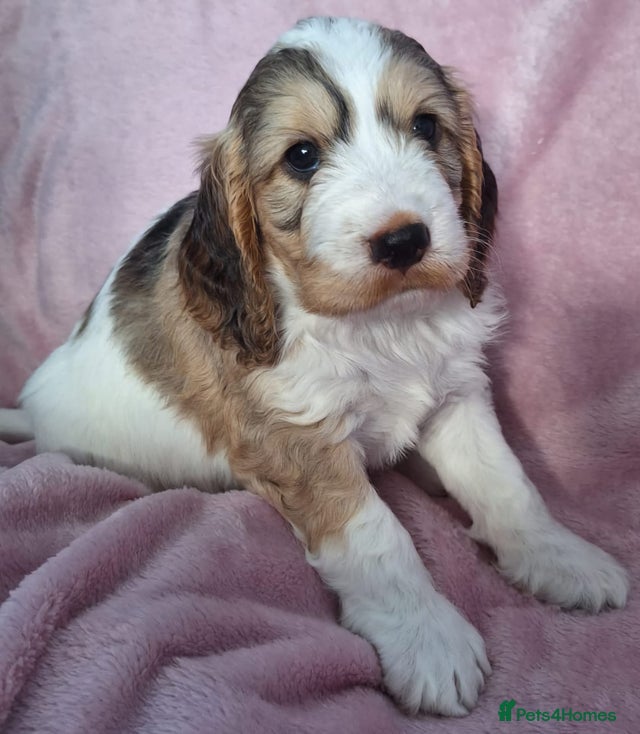 Gorgeous F1b Cockapoo Puppies Ready at 8 Weeks 🐾 for sale in Llanelli ...