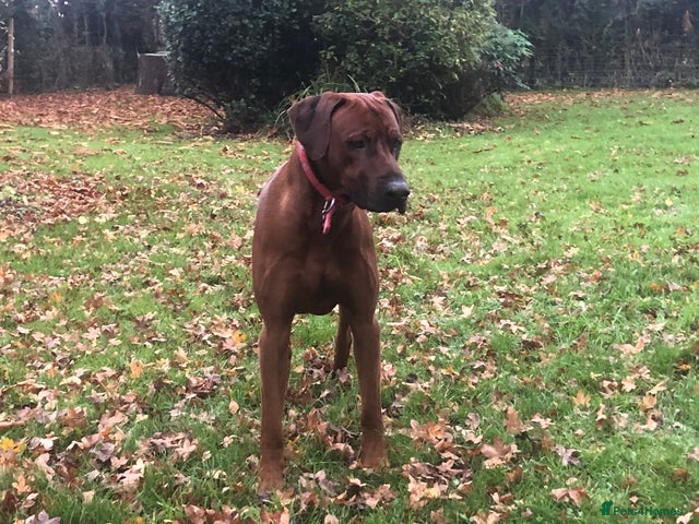 Rhodesian Rigeback puppies for sale for sale in Deeside | Pets4Homes