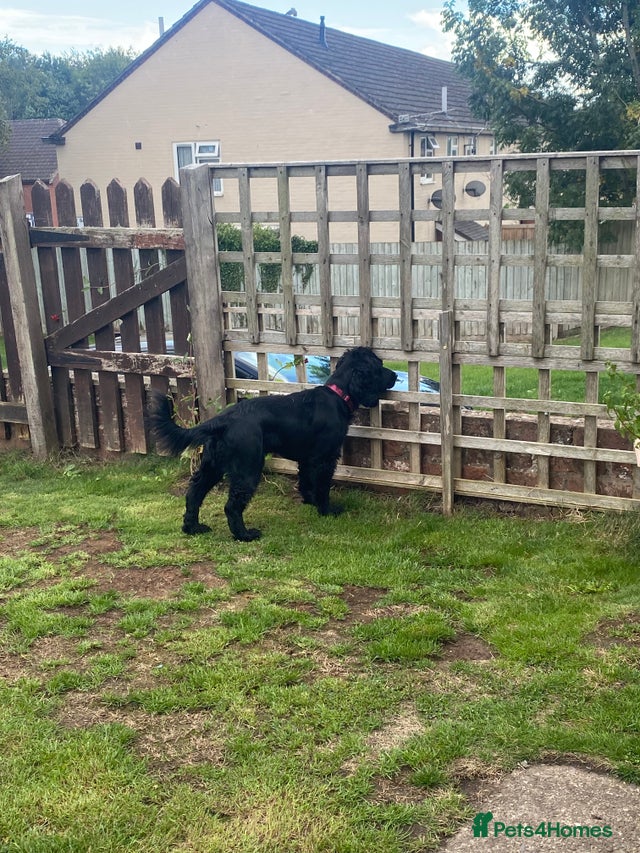 Sprocker spaniel cross for sale in Ludlow | Pets4Homes