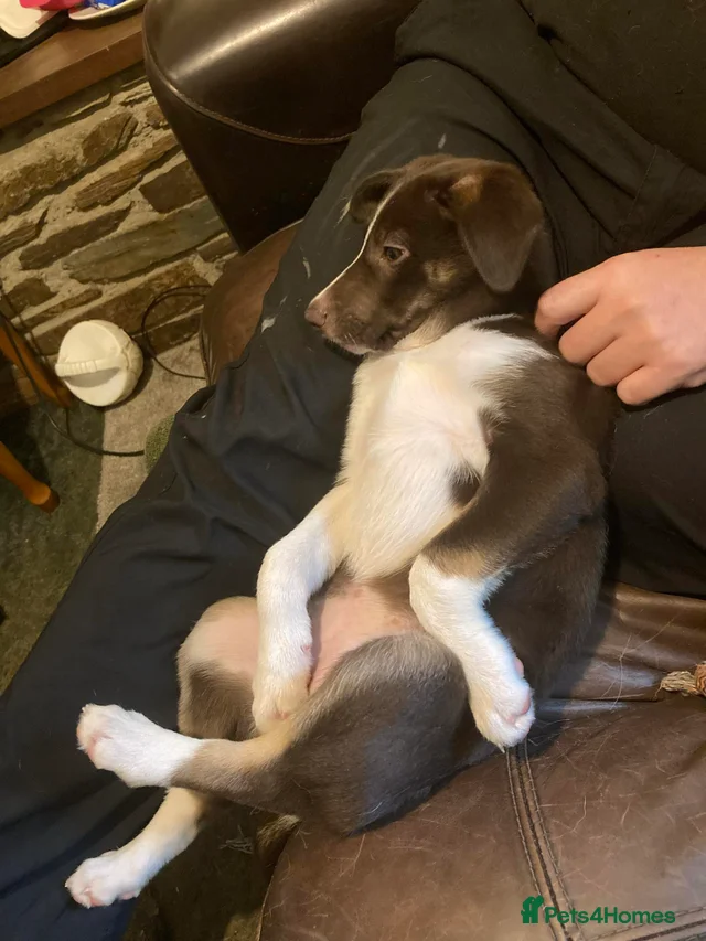 Girl Border collie pup for sale in Launceston | Pets4Homes